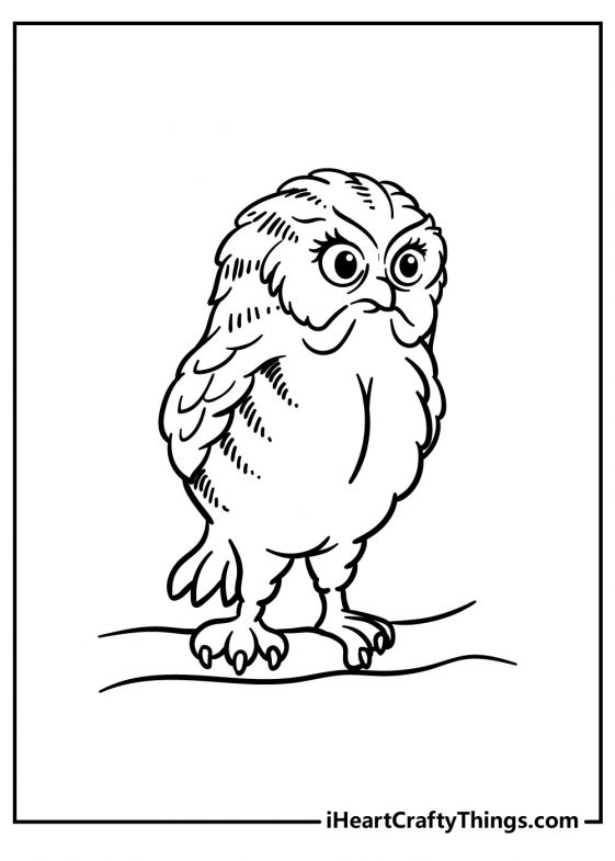 25 Wise Owl Coloring Pages