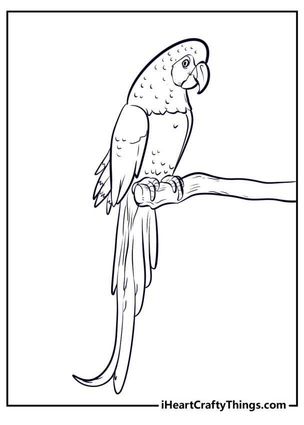 15 Parrot Coloring Pages (100% Free Printables)
