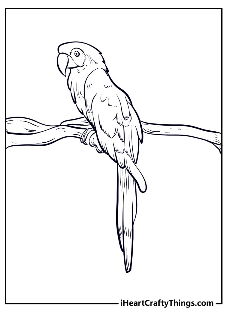 15 Parrot Coloring Pages (100% Free Printables)
