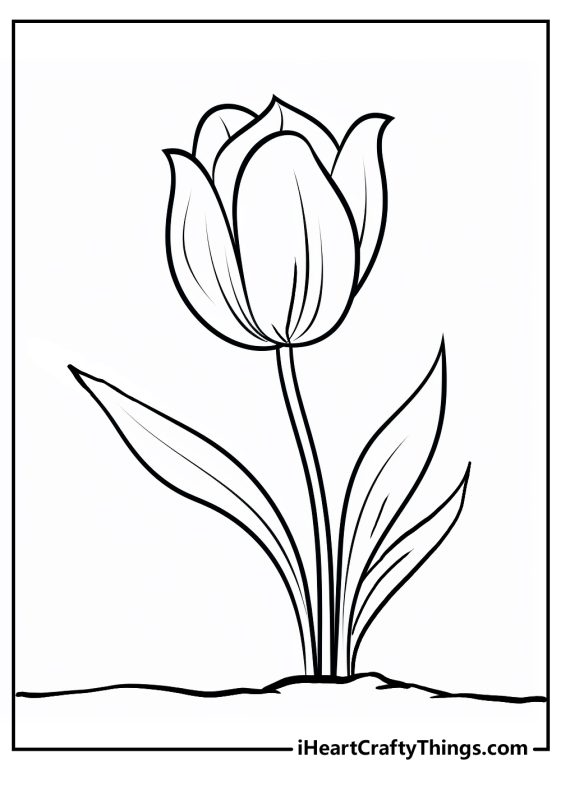 15 Tulip Coloring Pages: 100% Free To Download Printables