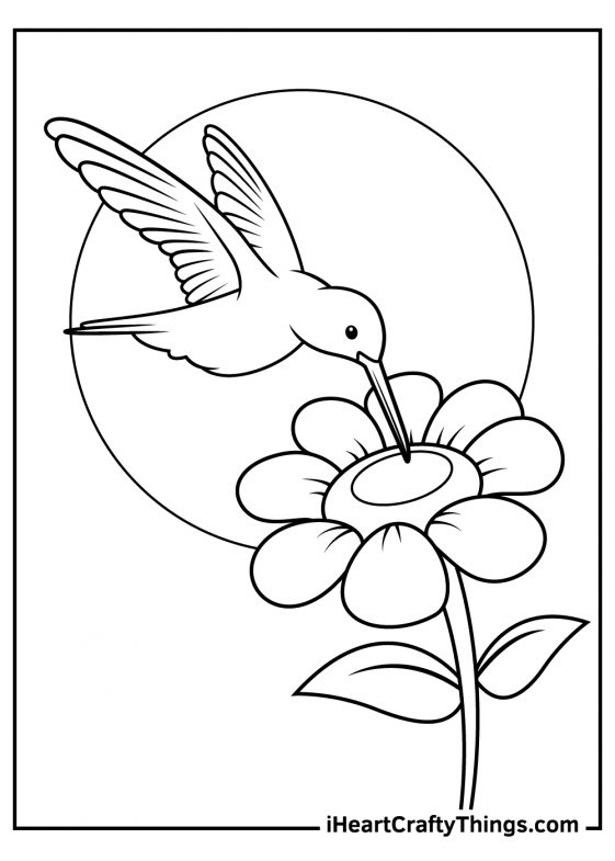 25 Hummingbird Coloring Pages (100% Free Printables)
