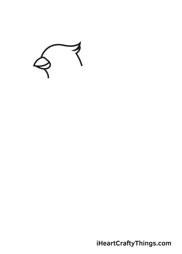 Cardinal Drawing - How To Draw A Cardinal Step By Step