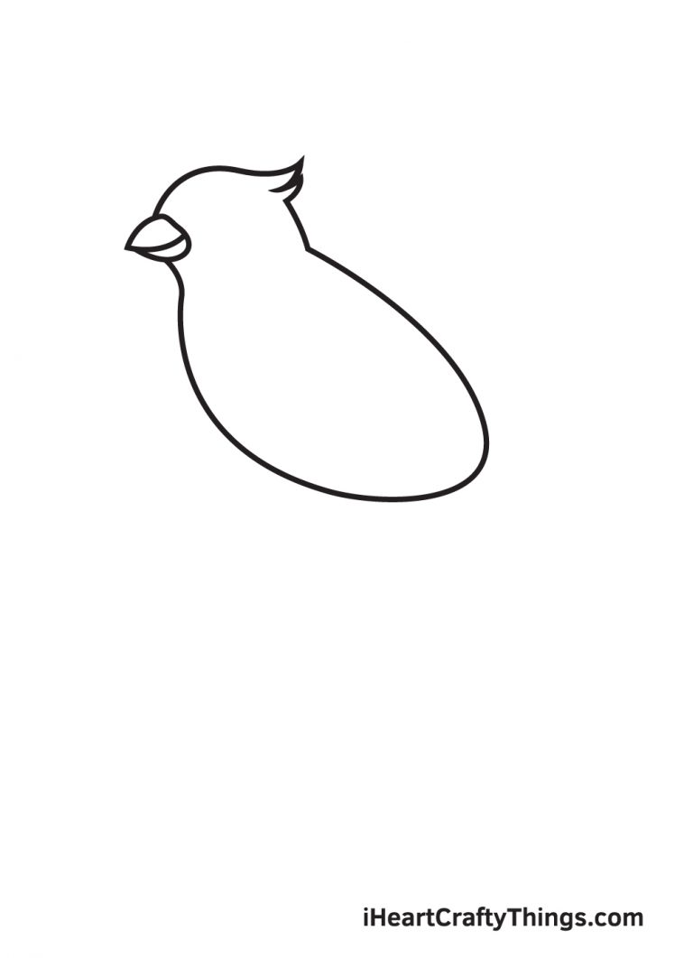 Cardinal Drawing - How To Draw A Cardinal Step By Step