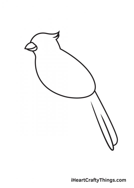 Cardinal Drawing - How To Draw A Cardinal Step By Step
