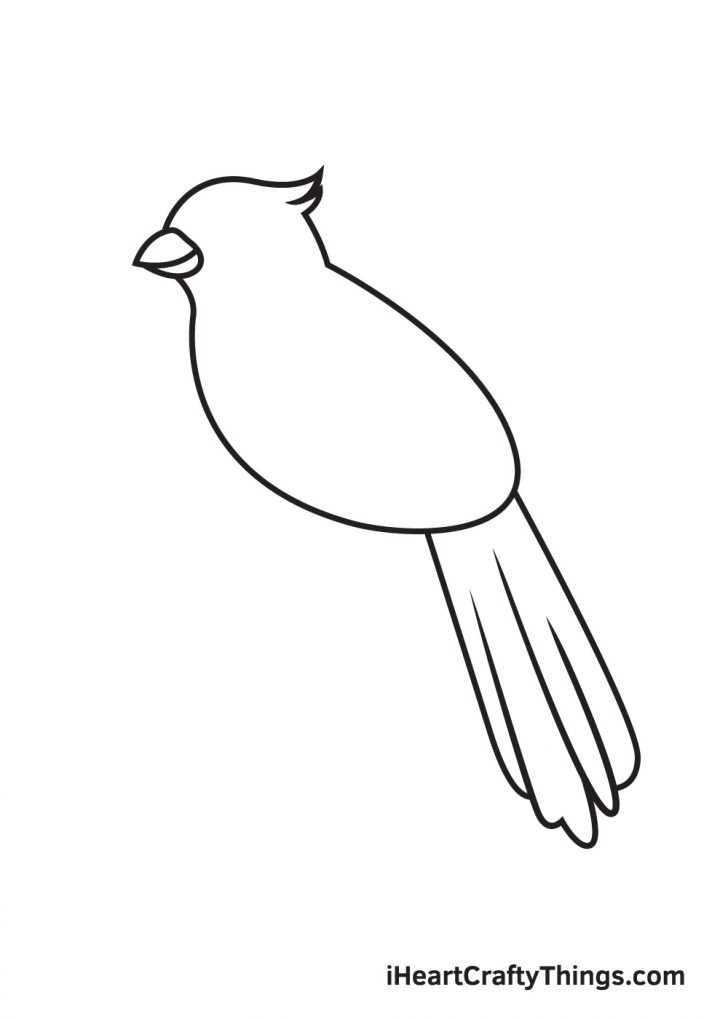 Cardinal Drawing - How To Draw A Cardinal Step By Step
