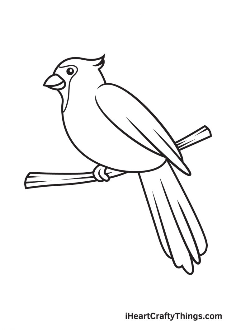 Cardinal Drawing - How To Draw A Cardinal Step By Step
