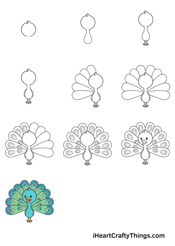 Peacock Drawing How To Draw A Peacock Step By Step
