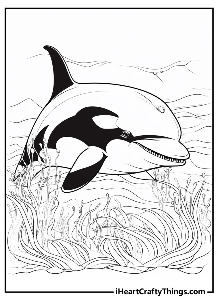 15 Killer Whale Coloring Pages (100% Free Printables)