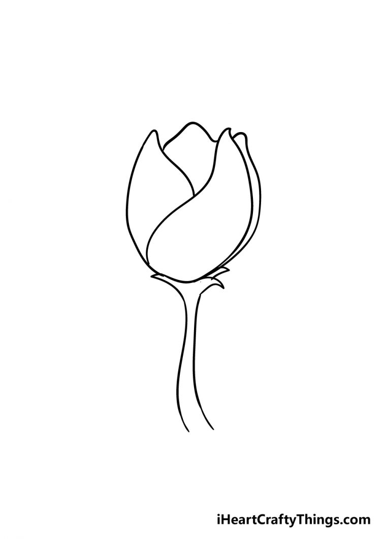 Tulip Drawing - How To Draw A Tulip Step By Step