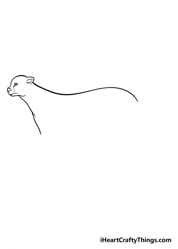 Cheetah Drawing - How To Draw A Cheetah Step By Step