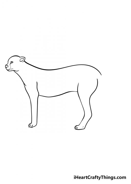 Cheetah Drawing - How To Draw A Cheetah Step By Step