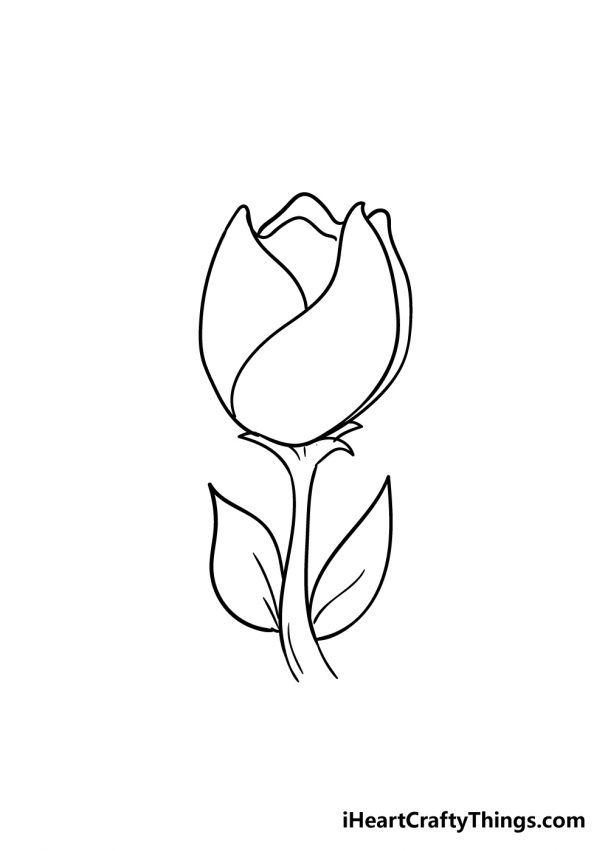Tulip Drawing - How To Draw A Tulip Step By Step