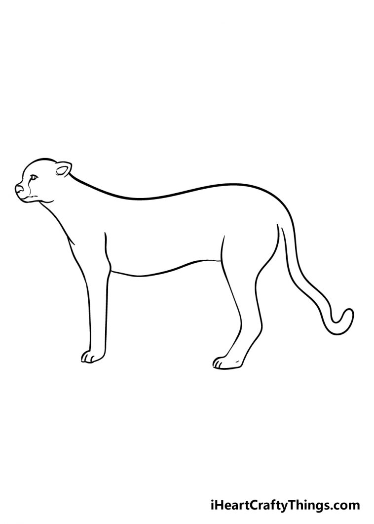 Cheetah Drawing - How To Draw A Cheetah Step By Step