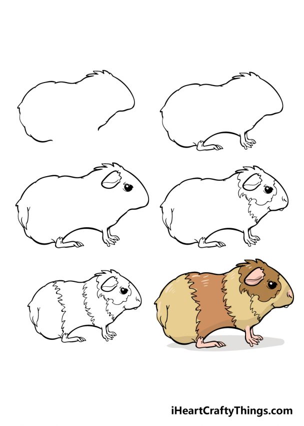 Guinea Pig Drawing - How To Draw A Guinea Pig Step By Step