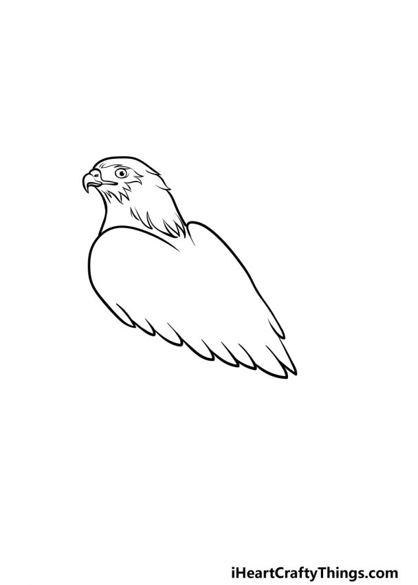 Hawk Drawing - How To Draw A Hawk Step By Step