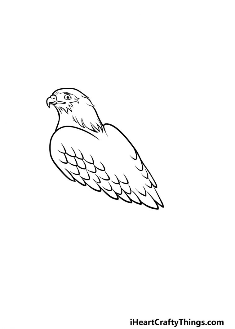 Hawk Drawing - How To Draw A Hawk Step By Step