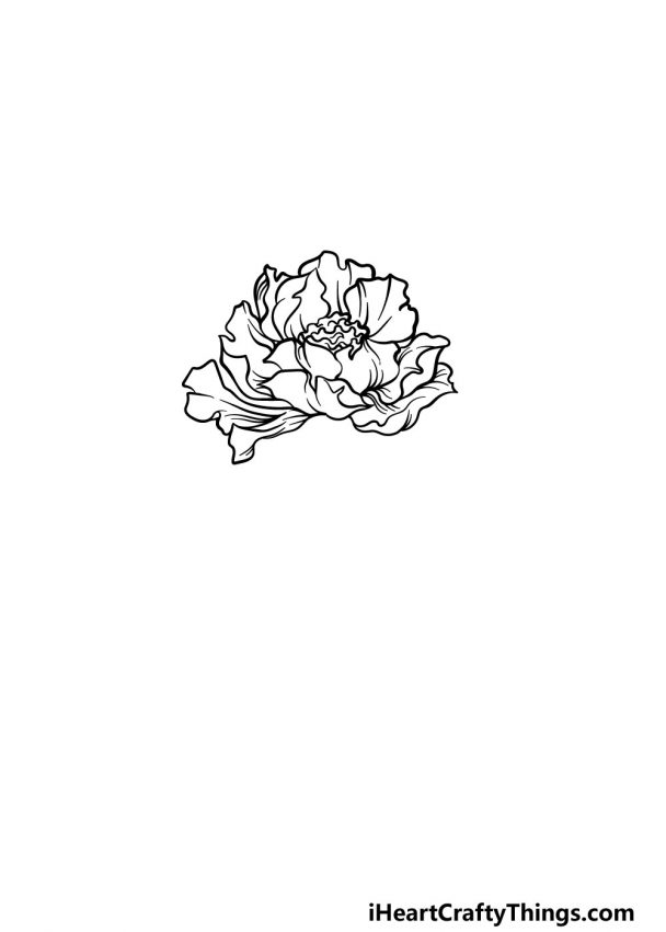 Peony Drawing - How To Draw A Peony Step By Step