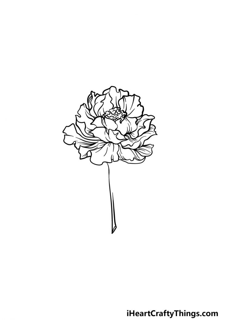Peony Drawing - How To Draw A Peony Step By Step