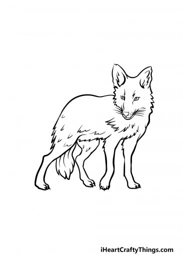 Coyote Drawing - How To Draw A Coyote Step By Step