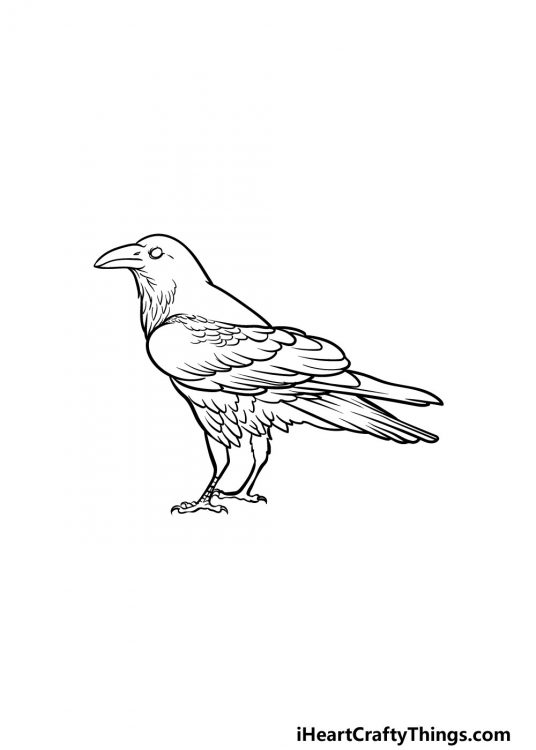 Crow Drawing - How To Draw A Crow Step By Step