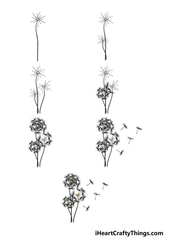 Dandelion Drawing - How To Draw A Dandelion Step By Step