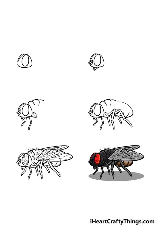 Fly Drawing - How To Draw A Fly Step By Step