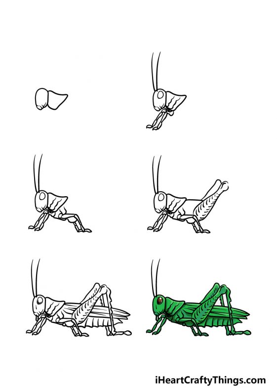 Grasshopper Drawing - How To Draw A Grasshopper Step By Step
