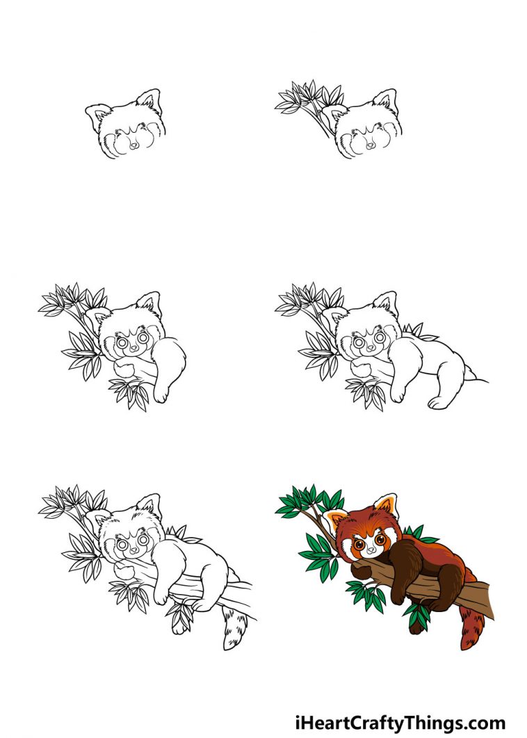 Red Panda Drawing - How To Draw A Red Panda Step By Step