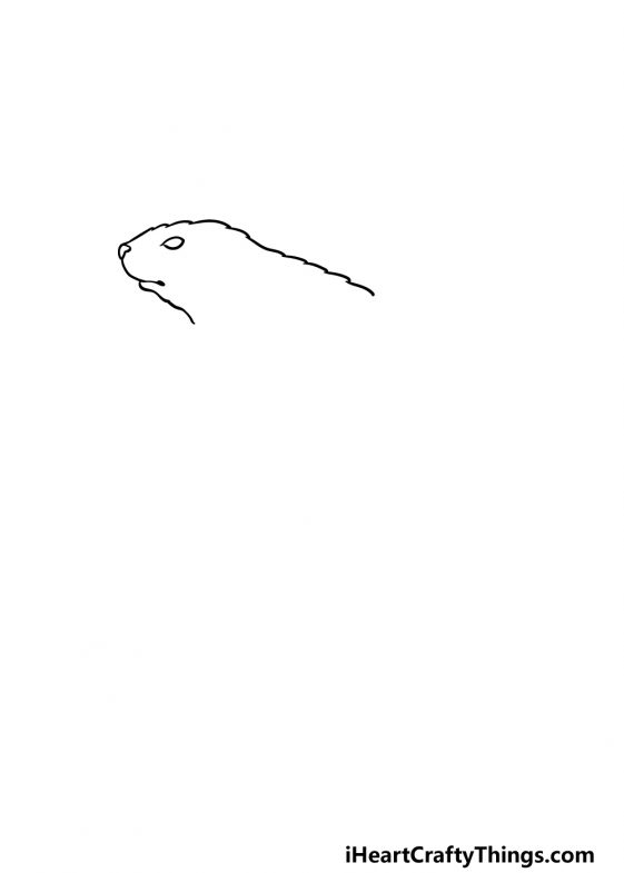 Beaver Drawing - How To Draw A Beaver Step By Step