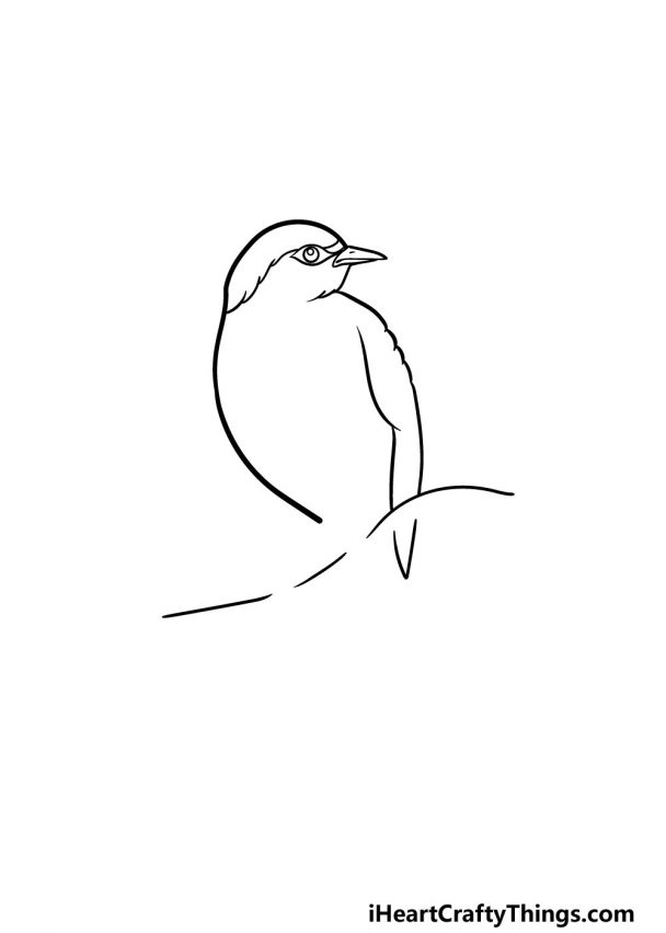 Robin Drawing - How To Draw A Robin Step By Step