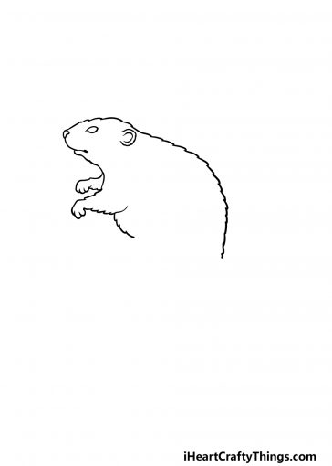 Beaver Drawing - How To Draw A Beaver Step By Step