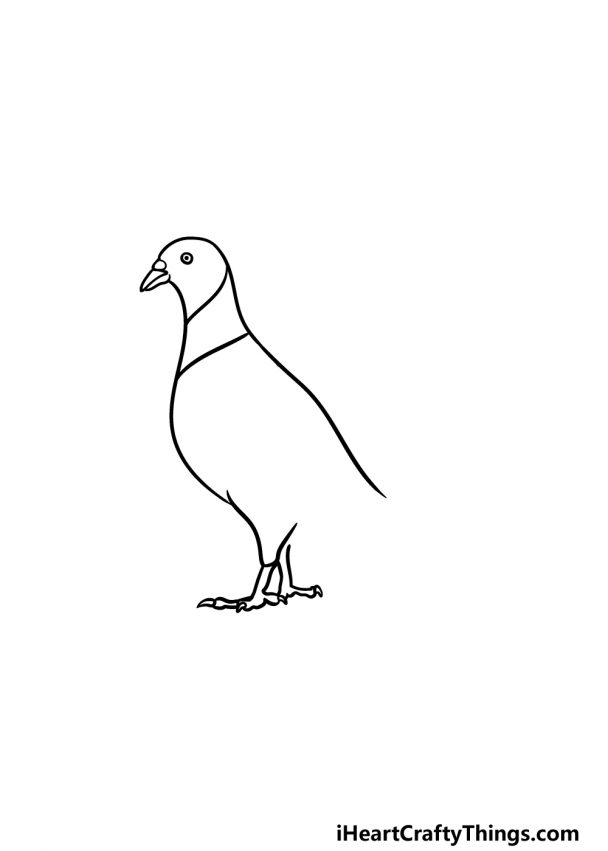 Pigeon Drawing - How To Draw A Pigeon Step By Step