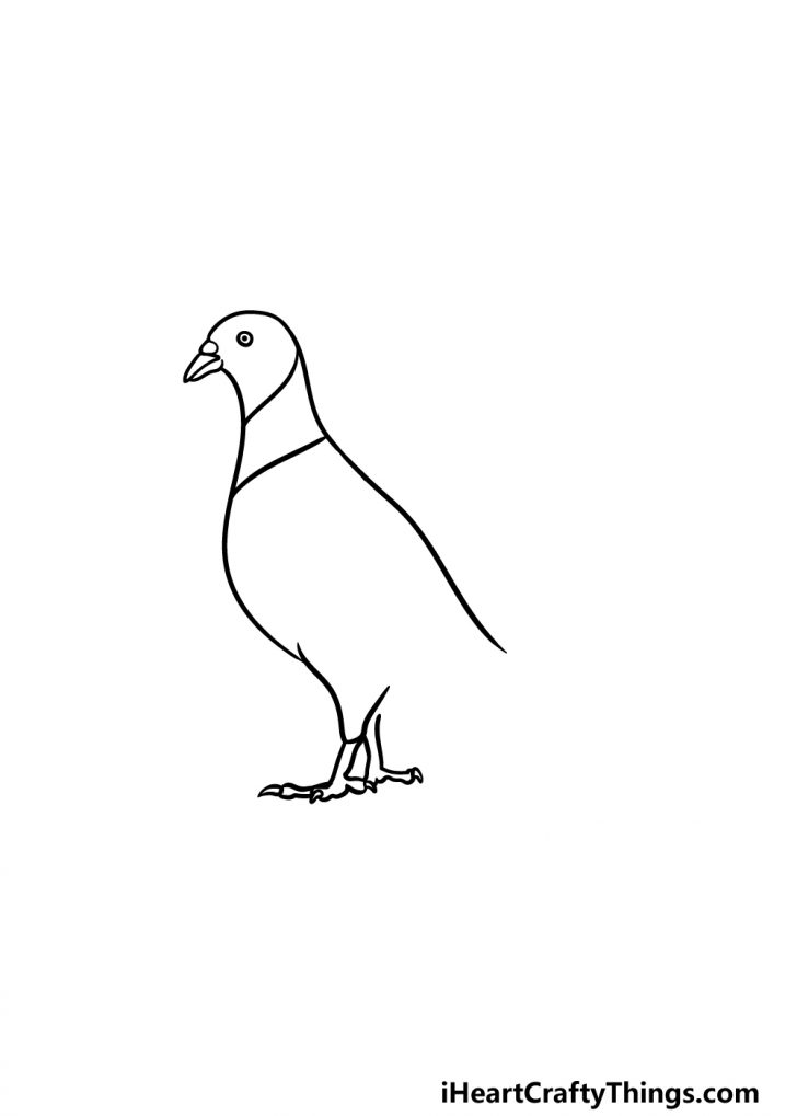 Pigeon Drawing - How To Draw A Pigeon Step By Step