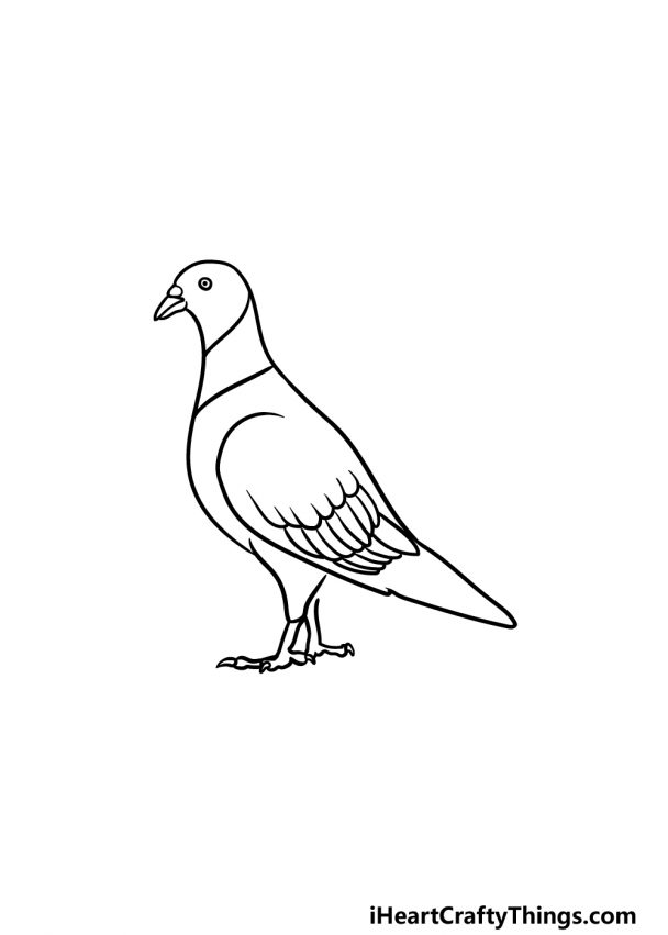 Pigeon Drawing - How To Draw A Pigeon Step By Step