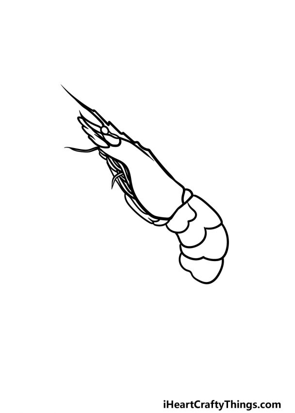 Shrimp Drawing - How To Draw A Shrimp Step By Step