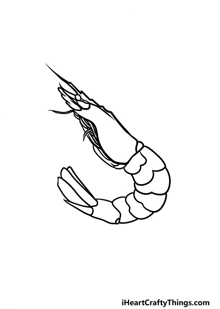 Shrimp Drawing - How To Draw A Shrimp Step By Step