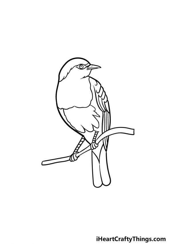 Robin Drawing - How To Draw A Robin Step By Step