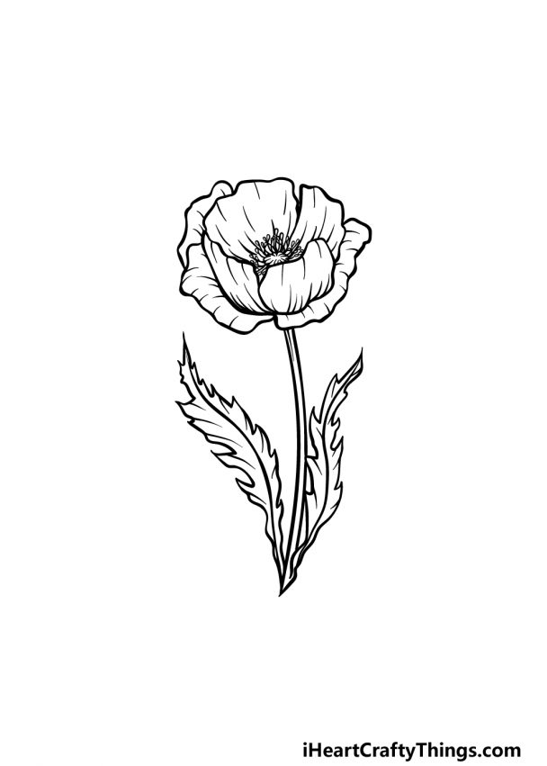 Poppy Drawing - How To Draw A Poppy Step By Step