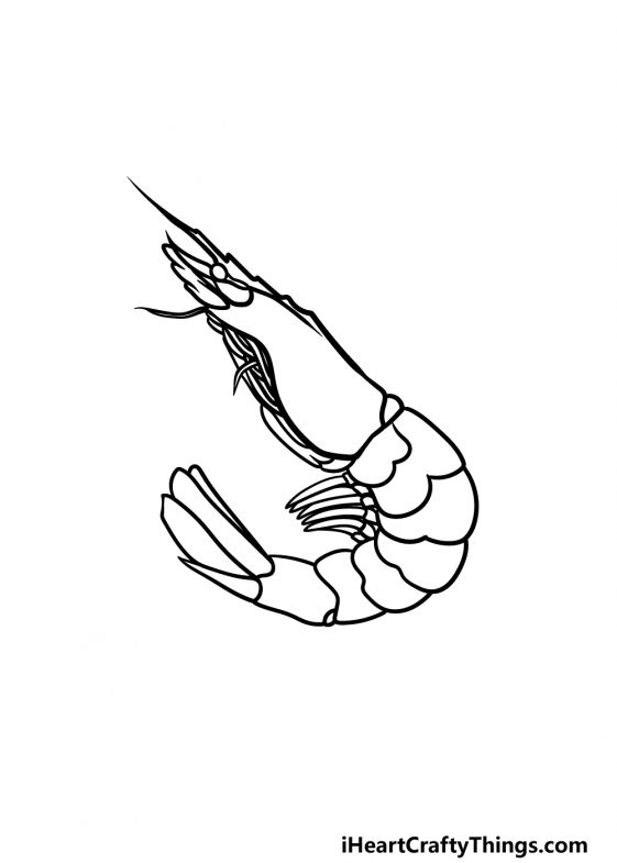 Shrimp Drawing - How To Draw A Shrimp Step By Step