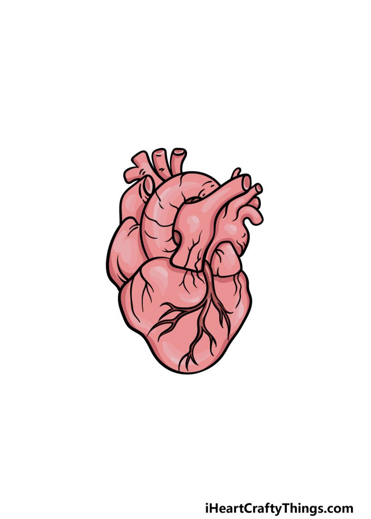 Human Heart Drawing - How To Draw A Human Heart Step By Step