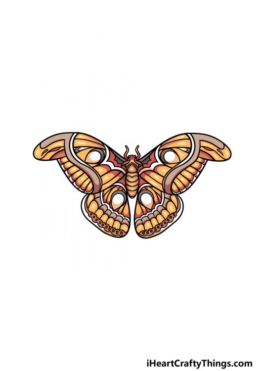 Moth Drawing - How To Draw A Moth Step By Step