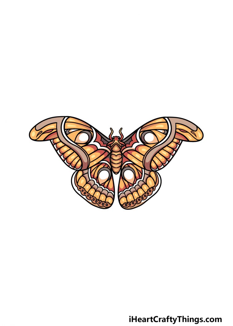 Moth Drawing - How To Draw A Moth Step By Step