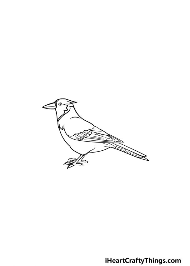Blue Jay Drawing - How To Draw A Blue Jay Step By Step