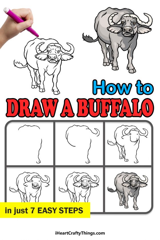 Buffalo Drawing - How To Draw A Buffalo Step By Step