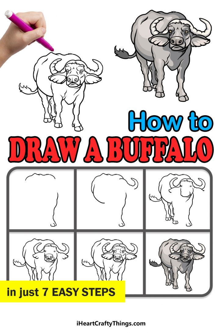 Buffalo Drawing - How To Draw A Buffalo Step By Step