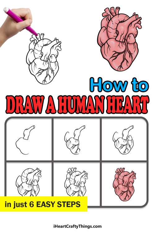 Easy Drawing of a Human Heart Easy Drawing of a Human Intestions - Burr ...