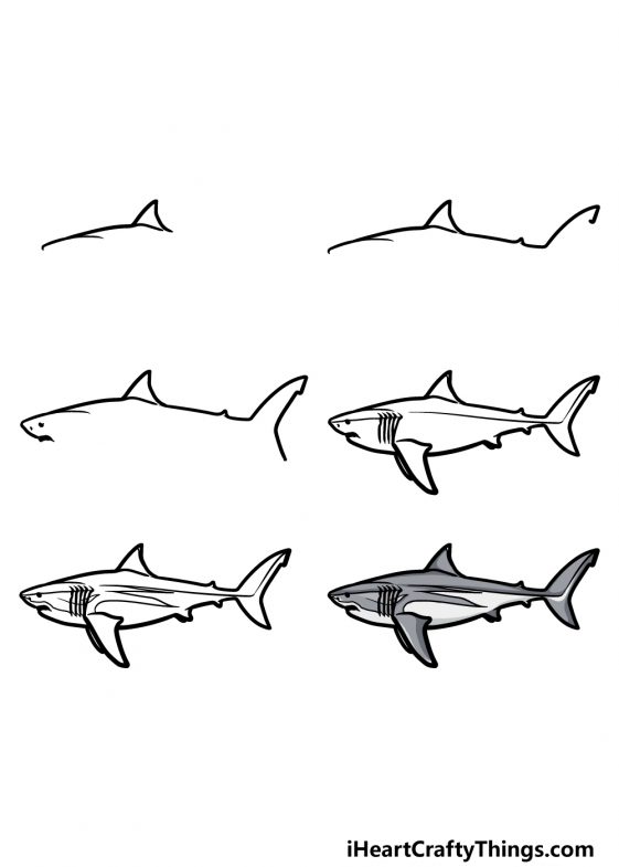 Megalodon Drawing - How To Draw A Megalodon Step By Step