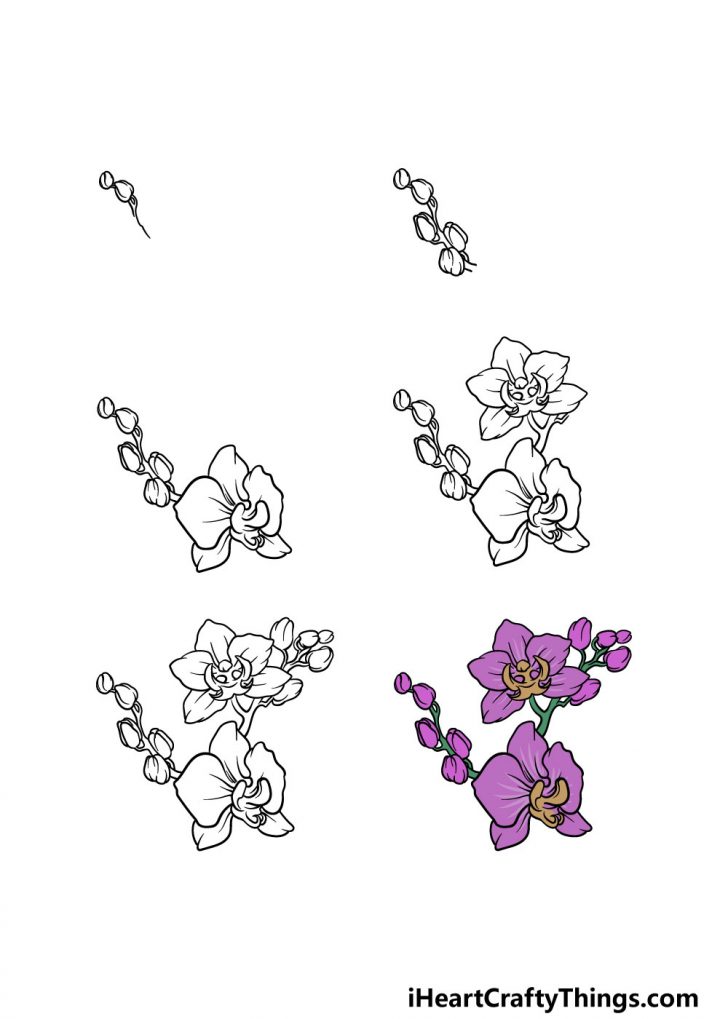 Orchid Drawing - How To Draw An Orchid Step By Step