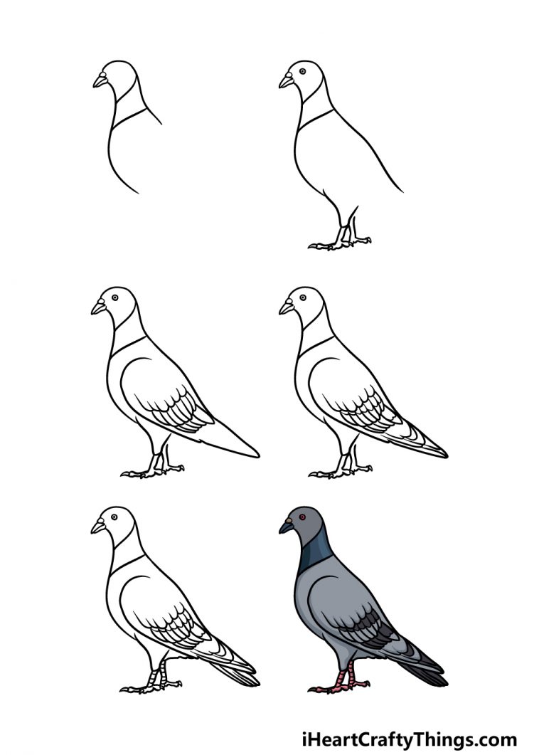 Pigeon Drawing - How To Draw A Pigeon Step By Step