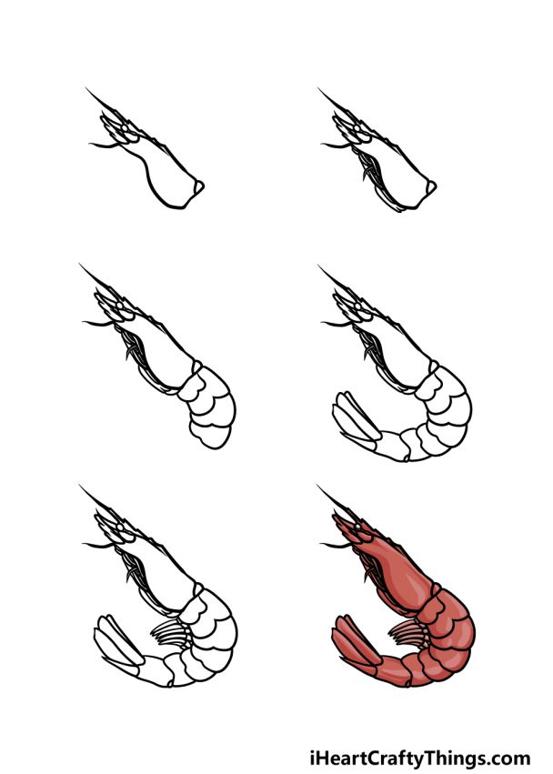 Shrimp Drawing - How To Draw A Shrimp Step By Step